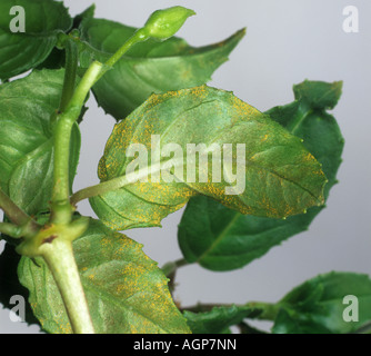 Fuchsia rust (Pucciniastrum epilobii) pustules on the underside of a ...