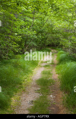 The Hemlock Road in Acadia National Park, Maine, is lined with graceful ...