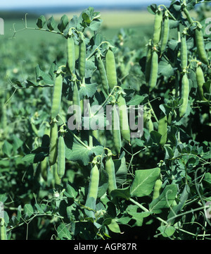 Pea crop in mature pod, marrowfat variety Maro, Hampshire, June Stock ...