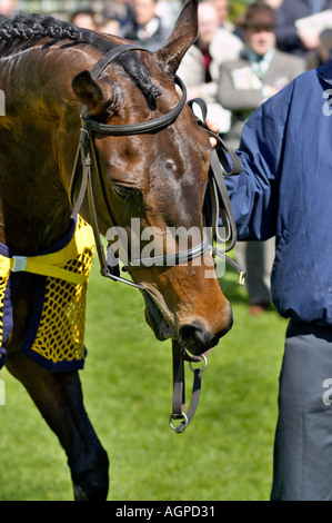 Horse : race horse walking Stock Photo - Alamy