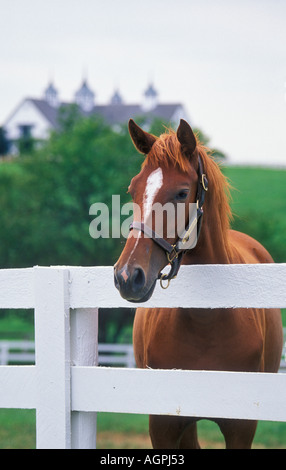 Kentucky, Lexington, Manchester Farm, Thoroughbred horse breeding farm ...