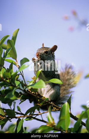 A small squirrel eating on a branch with blurred green background Stock ...