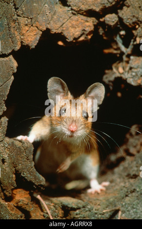 Sylvaemus sylvaticus, wood mouse (Apodemus sylvaticus), wood mice, mice ...
