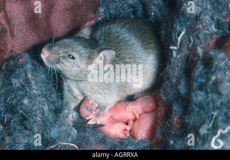 House Mice female with young at nest Mus musculus Europa Europe adult ...