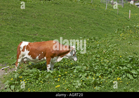 Cow grazing on the alpine meadow on a background of Oeschinen lake ...