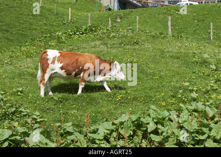 Cow grazing on a green alpine meadow in the Swiss Alps, Switzerland ...