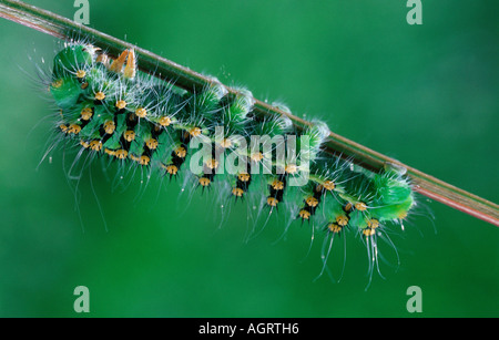 Emperor Moth, caterpillar, Belgium (Saturnia pavonia), side Stock Photo ...
