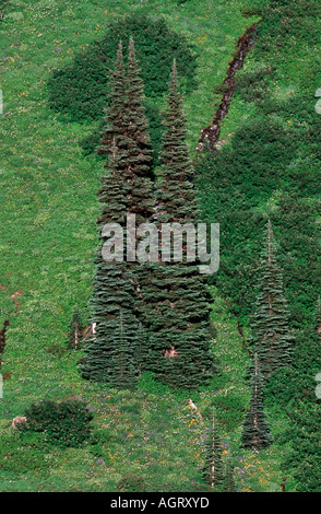 Pacific Silver Fir, Mt Rainier national park, Washington, USA, (Abies ...