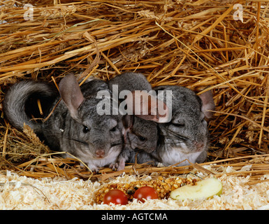long-tailed chinchilla (Chinchilla lanigera), chinchilla family with ...