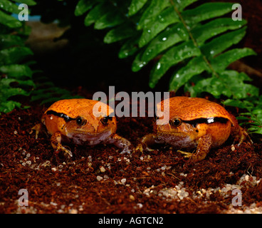 Tomato Frog (Dyscophus antongilii) two sitting in their cave, very rare ...