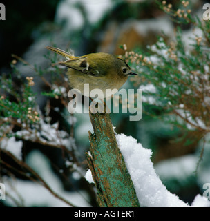 Goldcrest (Regulus regulus), winter goldcrest, songbirds, animals ...