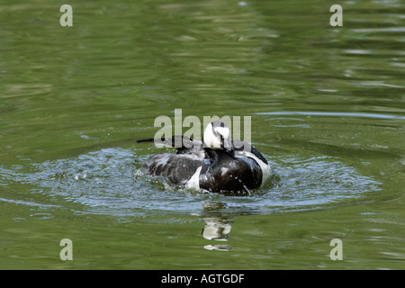 A goose shakes water off in the river Main in Frankfurt, Germany ...