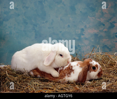 two rabbits - mating Stock Photo - Alamy