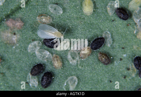 Glasshouse whitefly scales & pupae parasitised by parasitoid wasp ...