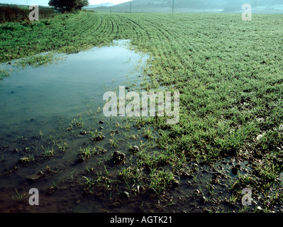 Young wheat crop waterlogged after heavy early season rain Stock Photo ...