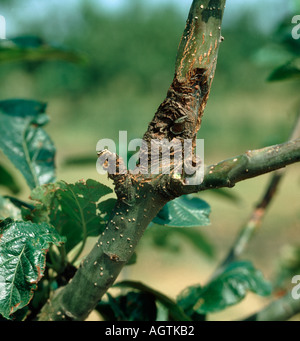 Apple canker (Neonectria ditissima) lesion in a branch of an old ...