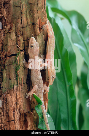 Two spiny-tailed house geckos are mating at the window Stock Photo - Alamy