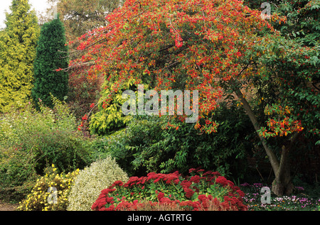 Autumn Border Cotoneaster Cornubia Sedum berries Stock Photo - Alamy