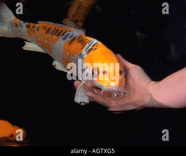 Koi / Kujyaku Stock Photo - Alamy