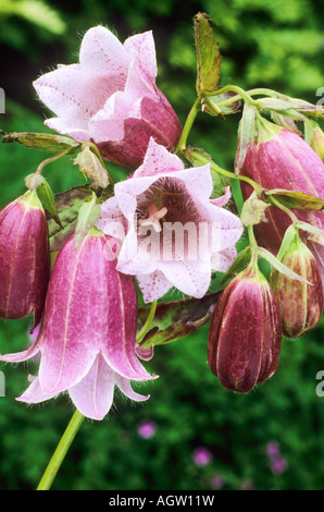 Campanula punctata 'Cherry Bells' bellflower pink flowers garden plant ...