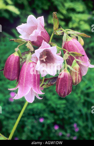 Campanula punctata 'Cherry Bells' bellflower pink flowers garden plant ...