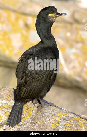 Shag diving bird resting on the rocks in a harbour at low tide Stock ...