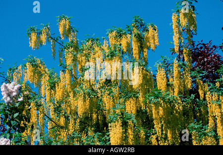 Laburnum 'Voos' (Laburnum x watereri Stock Photo - Alamy