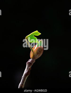 Tulip tree leaf breaking through bud, tulip tree (Liriodendron ...