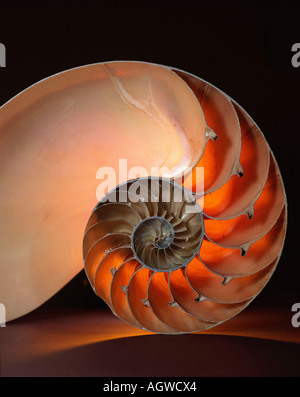 Chambered nautilus shell. Section through the shell of a chambered ...