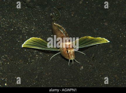 Bearded Waspfish, Bearded Waspfish, Other Animals, Fish, Animals ...