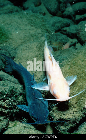 Horned Pouts, normal and albino, Austria (Ictalurus nebulosus ...