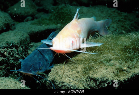 Horned Pouts, normal and albino, Baden-Wuerttemberg (Ictalurus ...