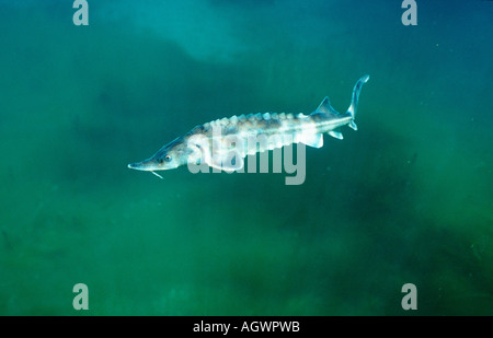 Common Sturgeon, Alsace, France (Acipenser sturio), Baltic sturgeon ...