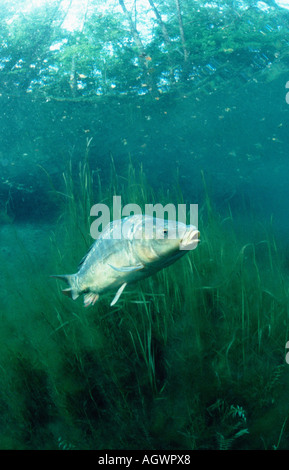 European carp (Cyprinus carpio), Baden-Wuerttemberg, Deutschland ...