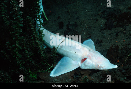 Common sturgeon, albino / (Acipenser sturio Stock Photo - Alamy