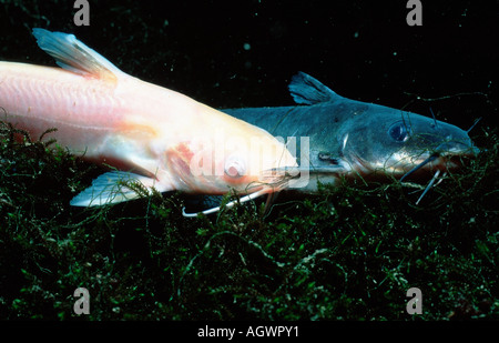 horned pout, American catfish, brown bullhead, speckled catfish ...