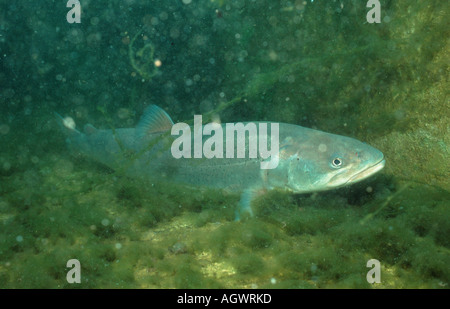 Danube salmon (Hucho hucho), Danube, Bavaria, Germany Stock Photo - Alamy