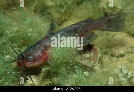 Horned Pout / American Catfish Stock Photo - Alamy