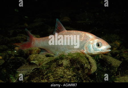 Ide, Rhineland-Palatinate, Ide (fish) (Leuciscus idus), Gravel pit ...