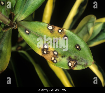 Hebe leaf spot Septoria exotica spotting and pycnidia on a hebe leaf ...