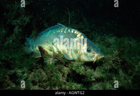 European Common carp, Alsace, France, Common carp (Cyprinus carpio ...