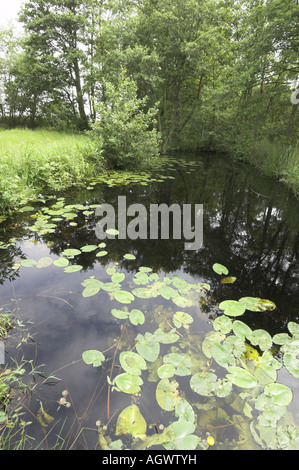 Norfolk Broads Waterway on Catfield fen nature reserve Norfolk UK JUNe ...