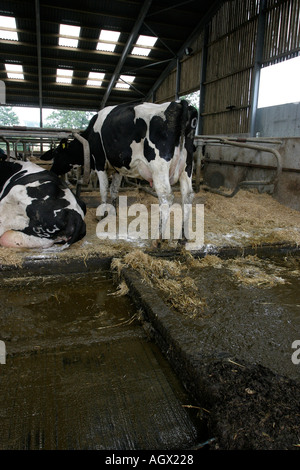 Holstein cow walking over automatic slurry scrapers on a farm in the ...