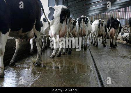 Holstein cow walking over automatic slurry scrapers on a farm in the UK ...