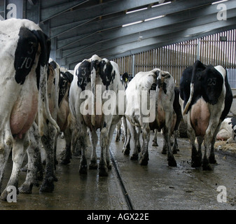 Holstein cow walking over automatic slurry scrapers on a farm in the UK ...