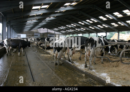 Holstein cow walking over automatic slurry scrapers on a farm in the UK ...