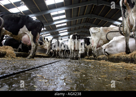 Automatic scraper in a cubicle shed for dairy cattle, Cumbria, UK Stock ...