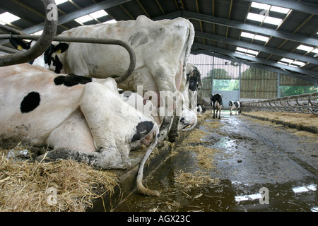 Holstein cow automatic slurry scrapers on a farm in the UK Stock Photo ...