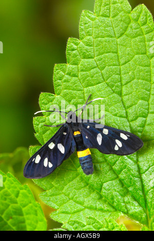 Nine-spotted Moth (Amata phegea) Insecta Stock Photo - Alamy