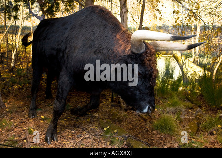 Aurochs animal Bos primigenius with large horns Stock Photo - Alamy